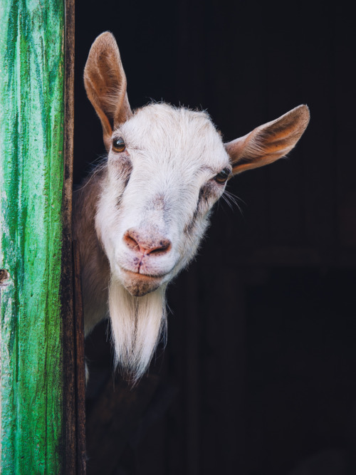 The Confusion With Copper for Goats - Goat Journal